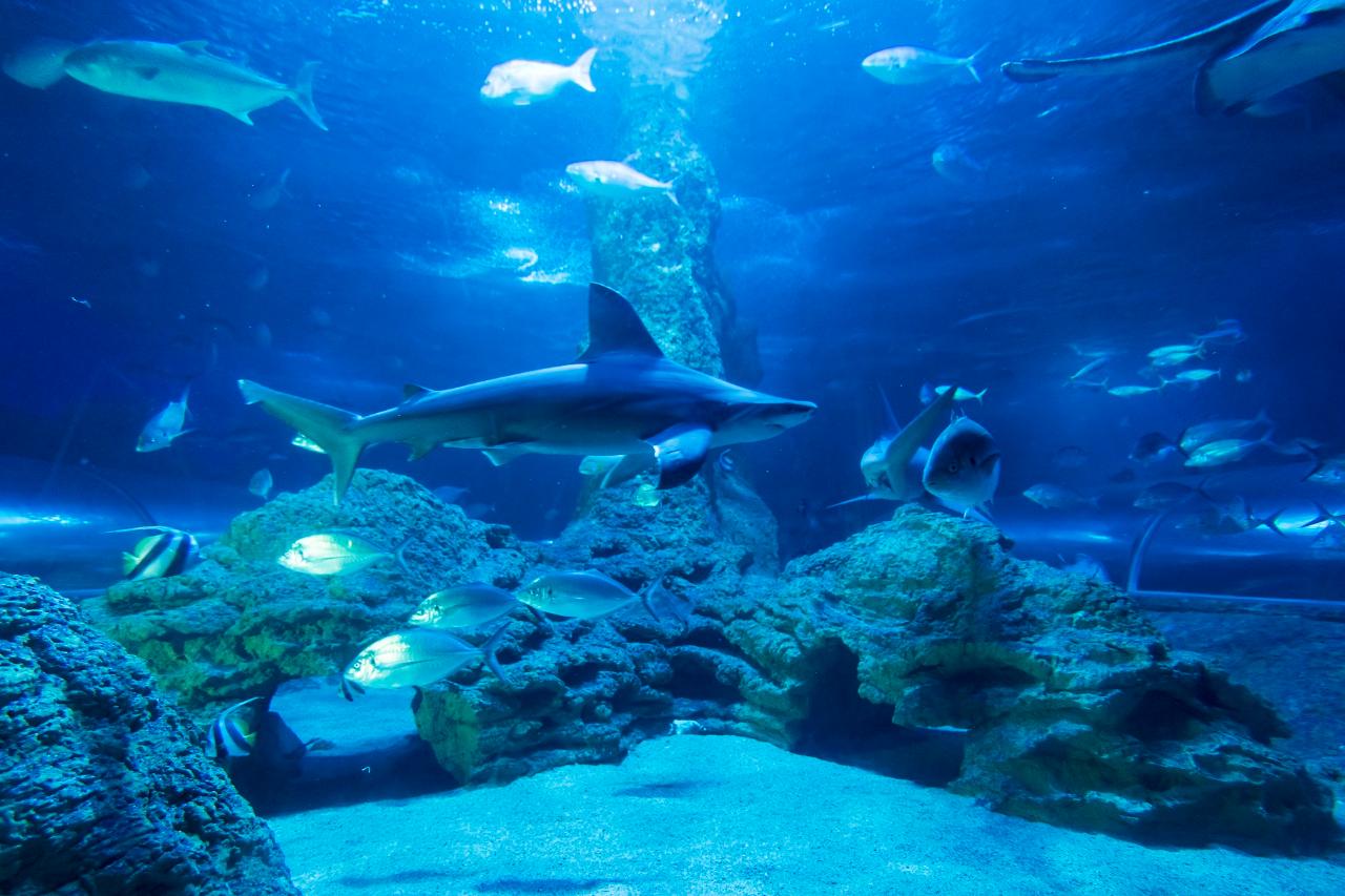 Annual Membership Pass - Unlimited Entry! - AQWA - The Aquarium of ...