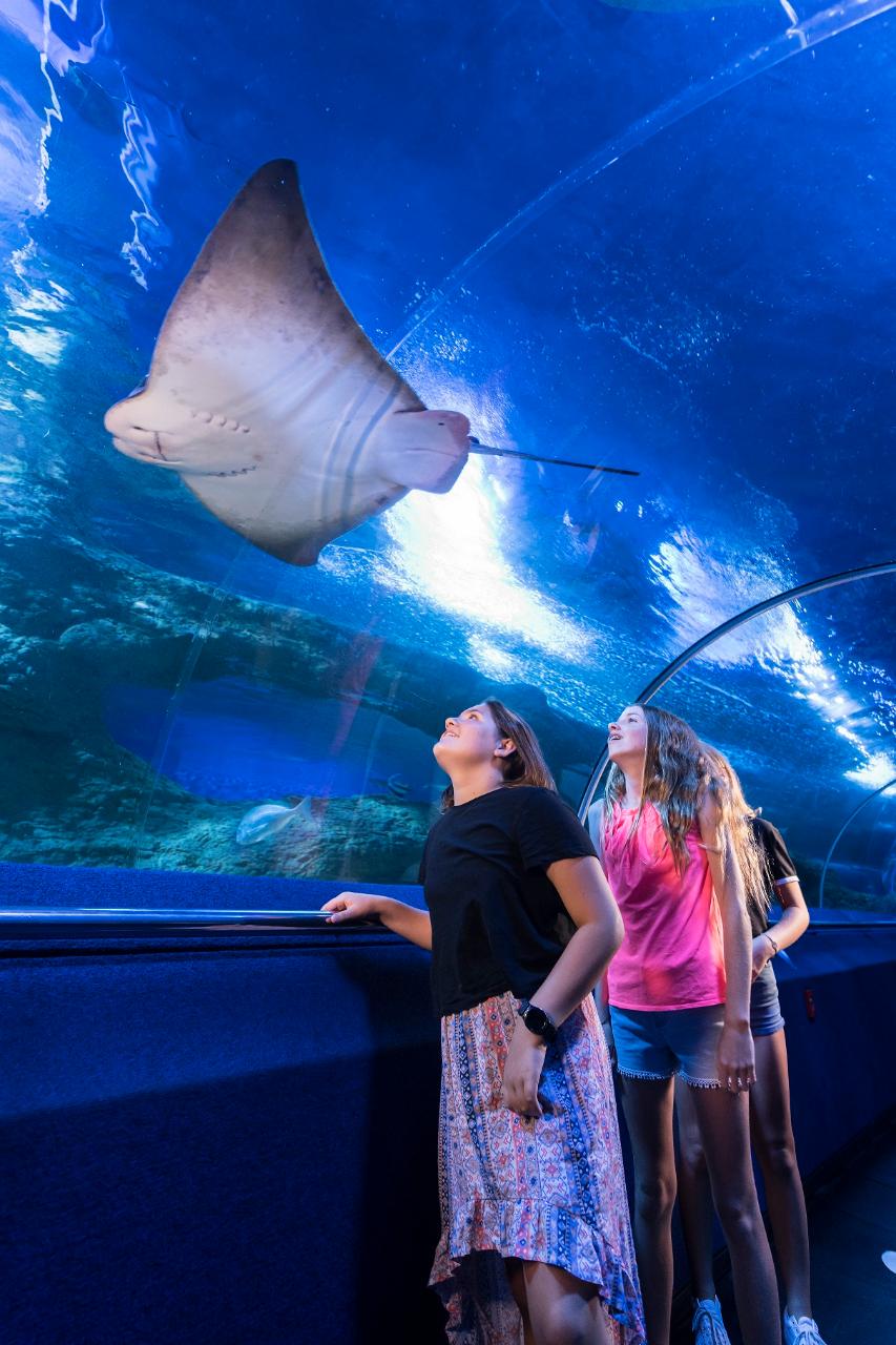 Annual Membership Pass - Unlimited Entry! - AQWA - The Aquarium of ...