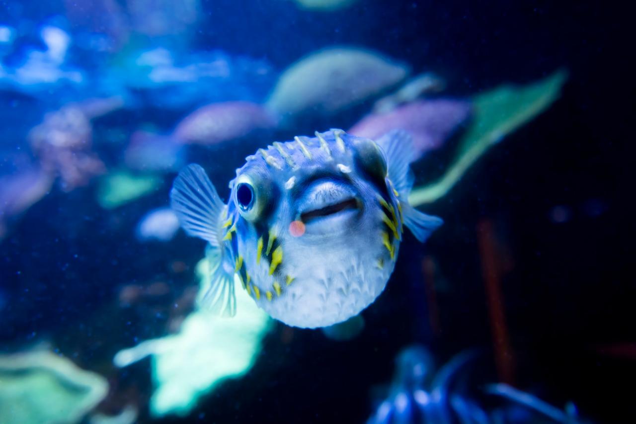 AQWA Entry Tickets - AQWA - The Aquarium of Western Australia Reservations