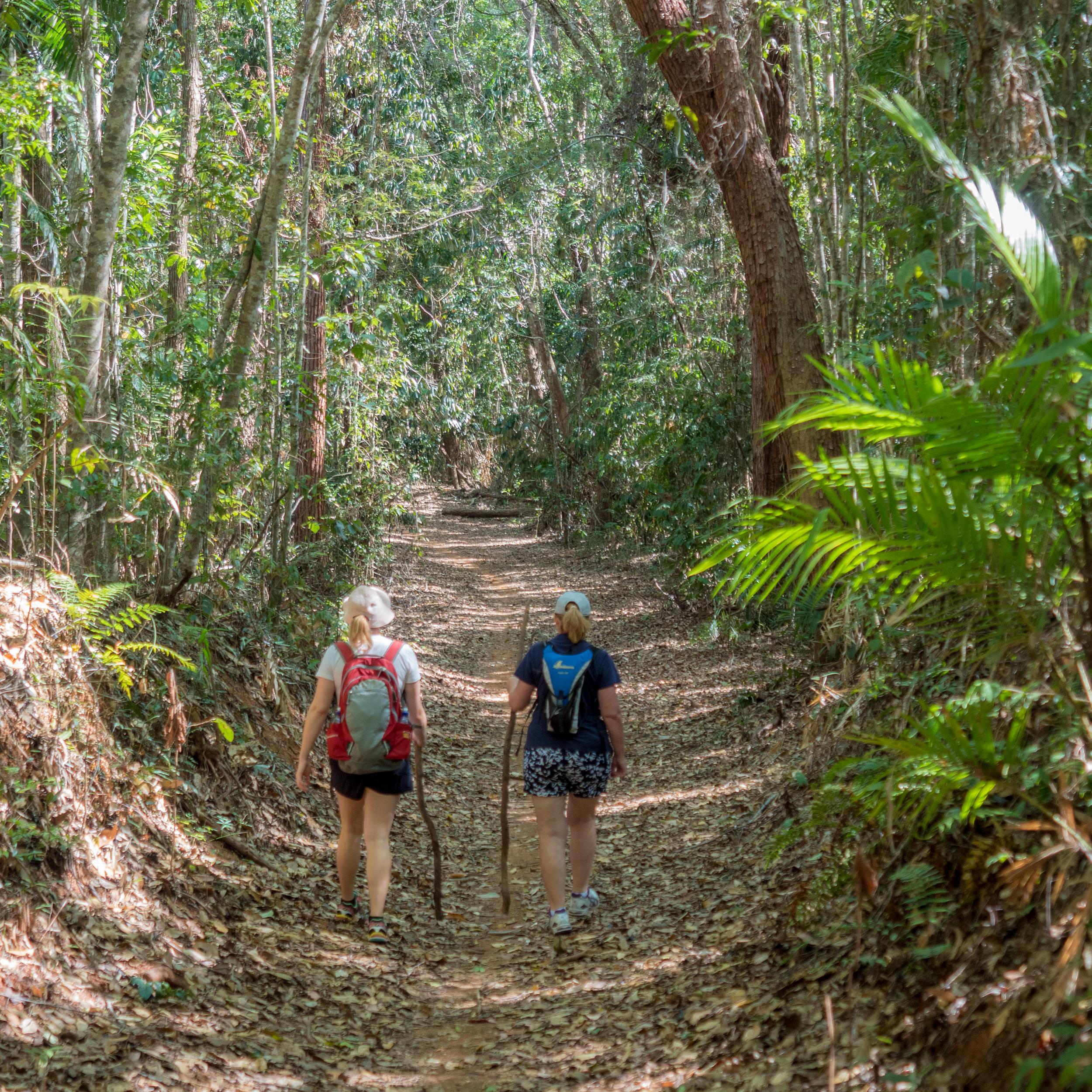 zz**DO NOT USE**Mowbray Falls Bush Walking Tour - Back Country Bliss ...