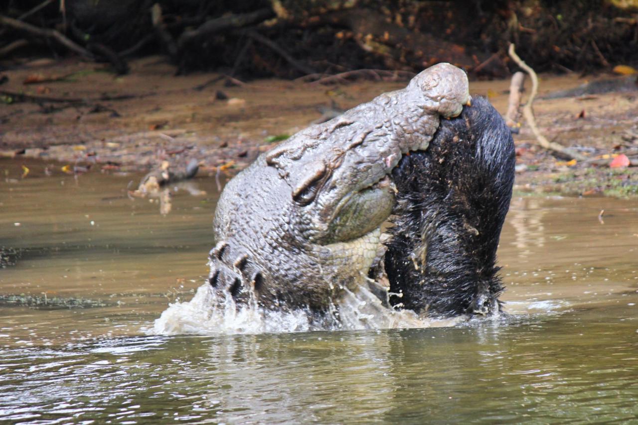 Crocodile Express Daintree Rainforest & Wildlife Cruise (from Daintree ...