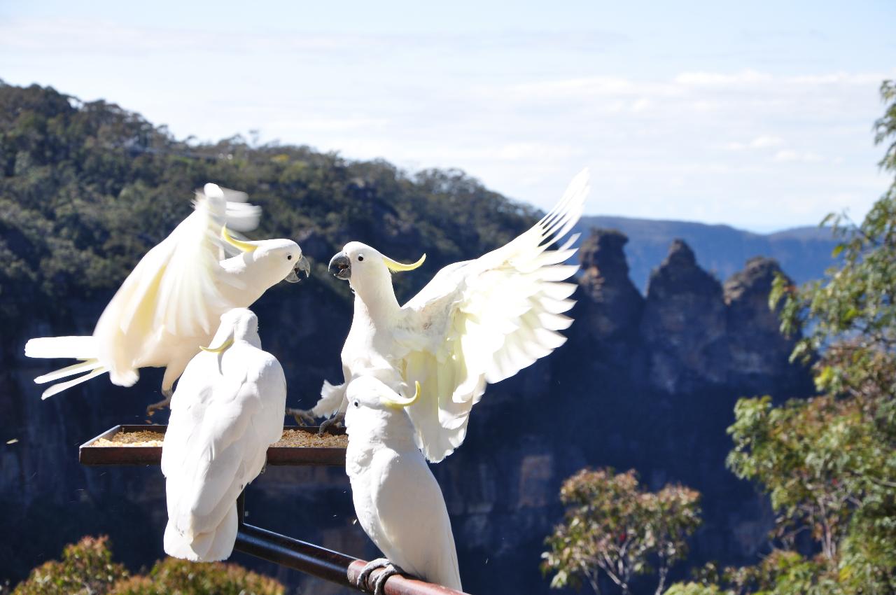 Blue Mountains Small Group Tour - Diamond Tours Reservations