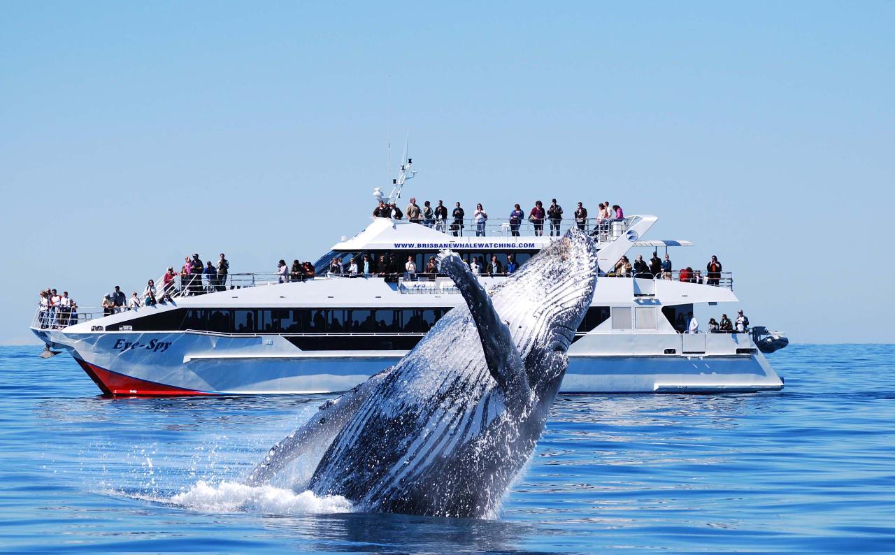 VIP Whale Watching Adventure Brisbane Whale Watching Reservations VIP Whale Watching Adventure Brisbane Whale Watching Reservations
