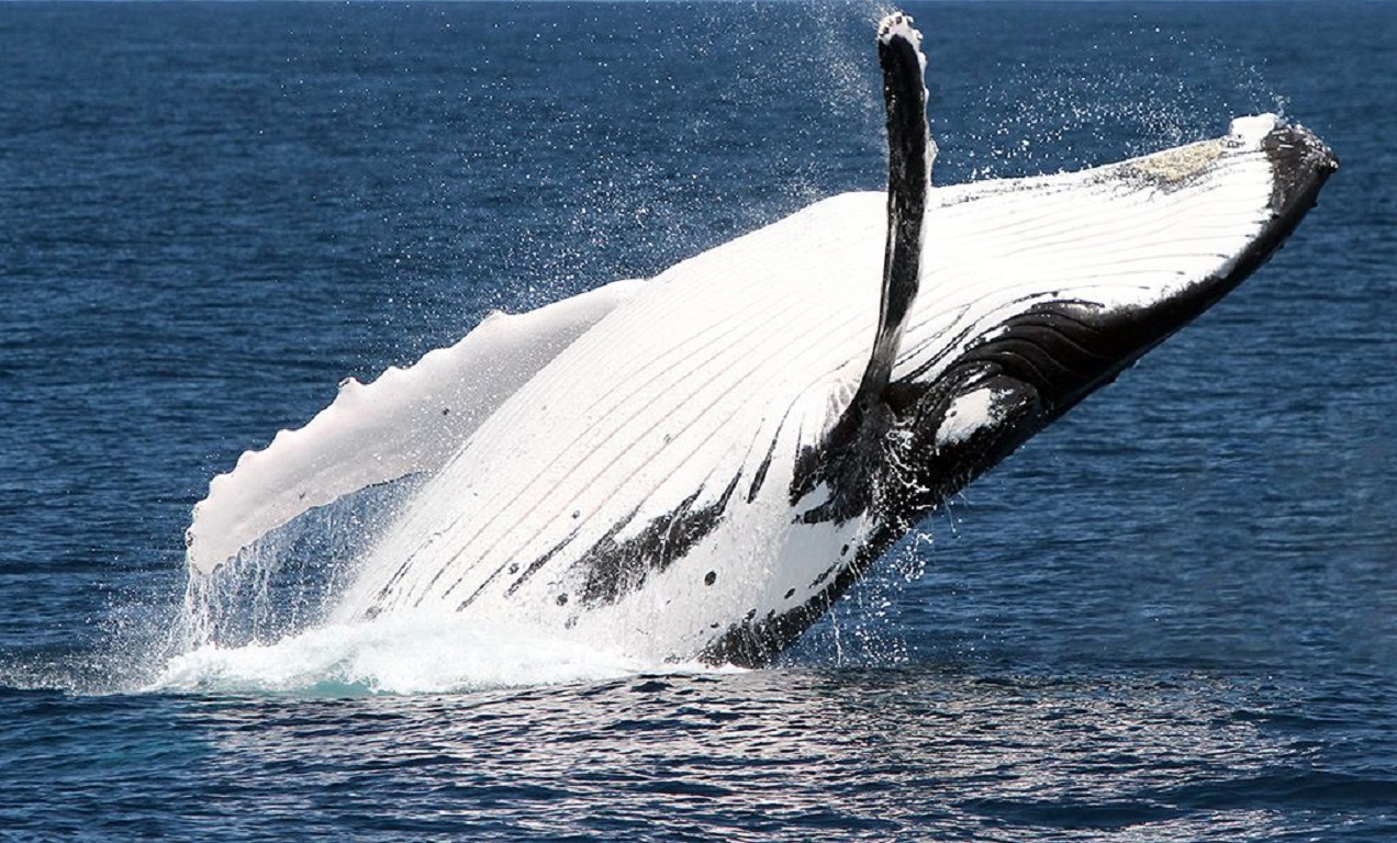 Whale Watching Adventure - Brisbane Whale Watching Reservations