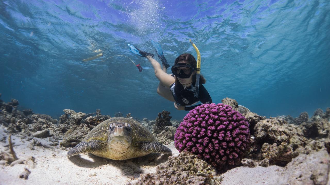 3 Hr Turtle Ecotour - Coral Bay Ecotours Reservations