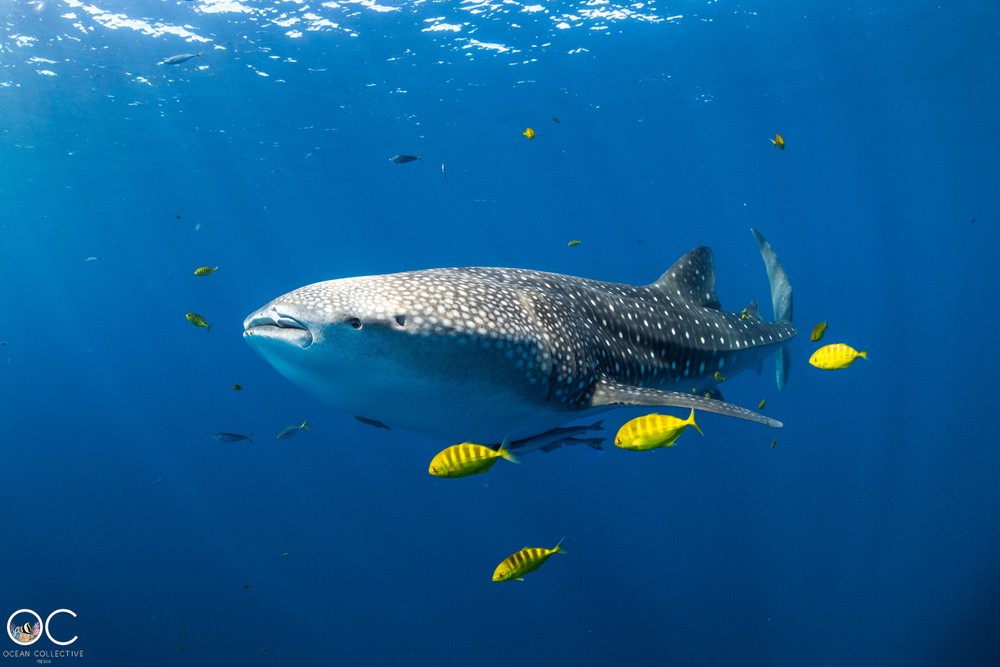 WHALE SHARK ADVENTURE - Coastal Adventure Tours Reservations