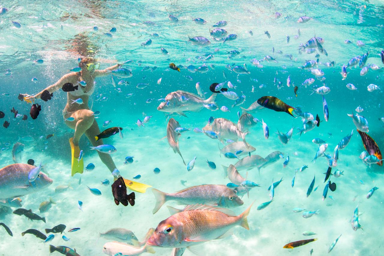 REEF EXPLORER TURTLE SNORKEL - Coastal Adventure Tours Reservations