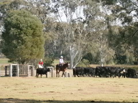 1/2 Day Cattle Muster - Cowboy Up Trail Riding Reservations