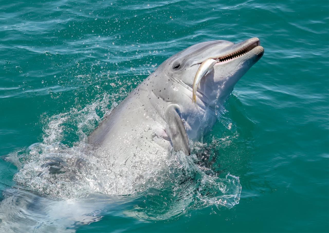 Hastings Boom Net Cruise with Dolphin Spotting - PortJet Cruises ...