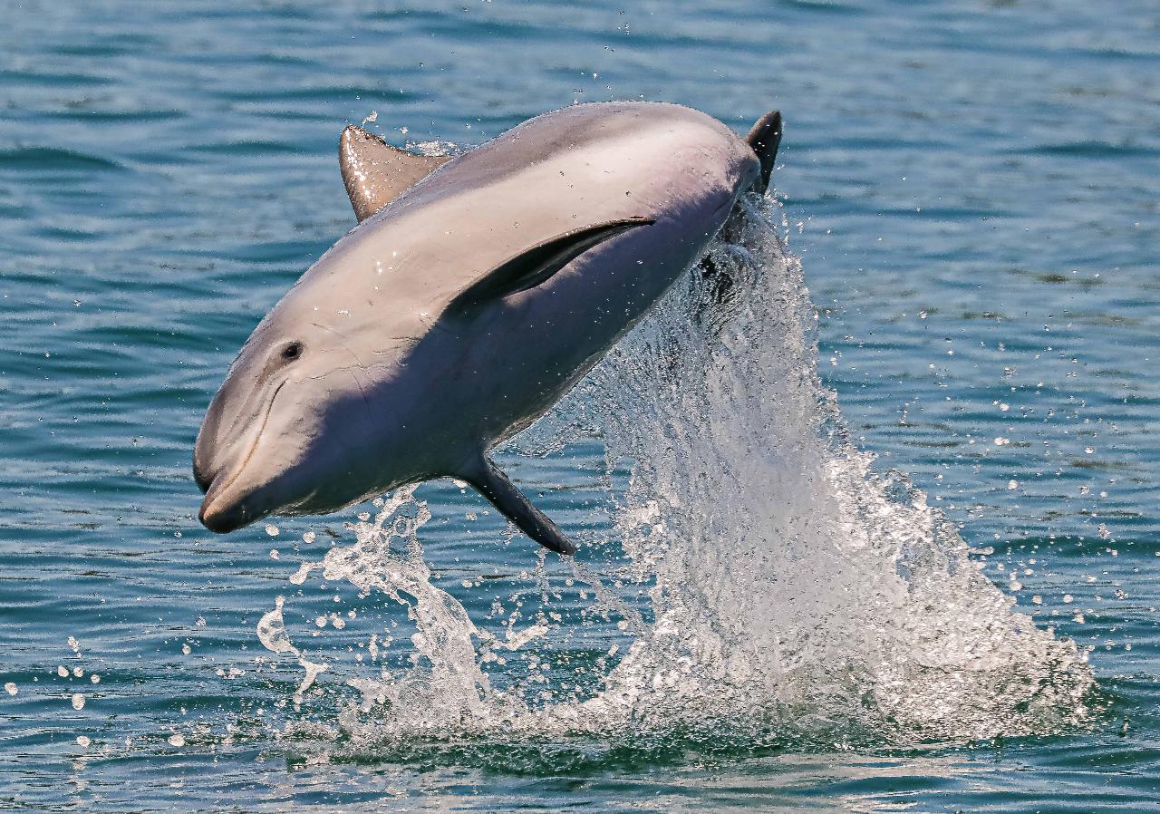 Boom Net River Cruise with Fish and Chip Lunch - PortJet Cruises ...