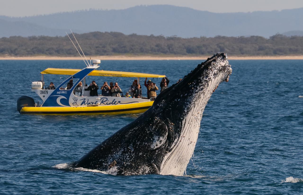 Whale Watching Ocean Rider / Wave Rider - PortJet Cruises Reservations