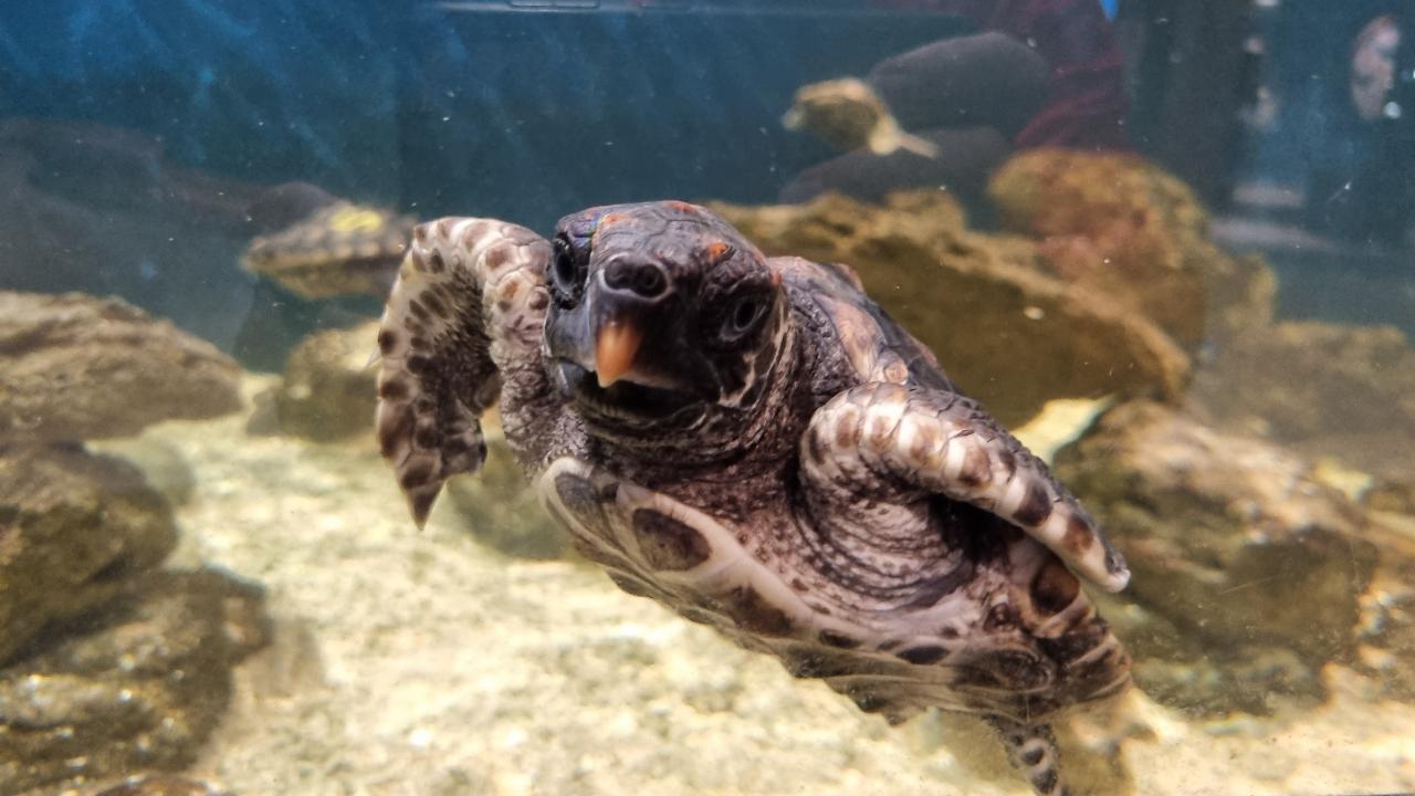 Marine Discovery & Interpretive Centre - Dolphin Discovery Centre ...