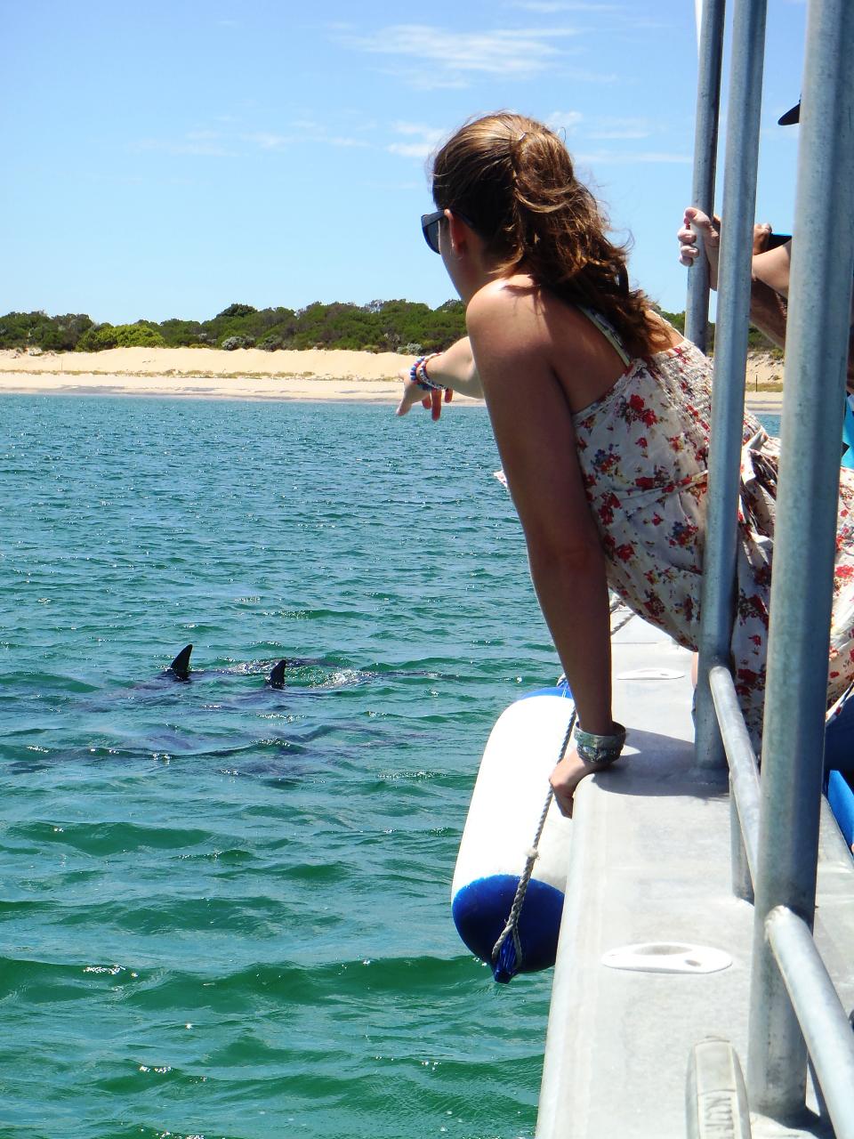 Dolphin Eco-Cruise - Dolphin Discovery Centre Bunbury Reservations