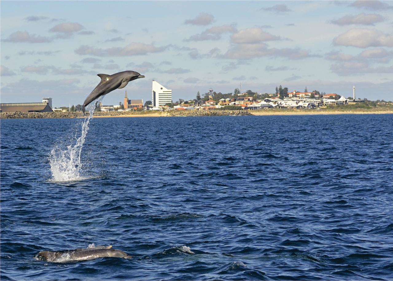 Dolphin Eco-Cruise - Dolphin Discovery Centre Bunbury Reservations