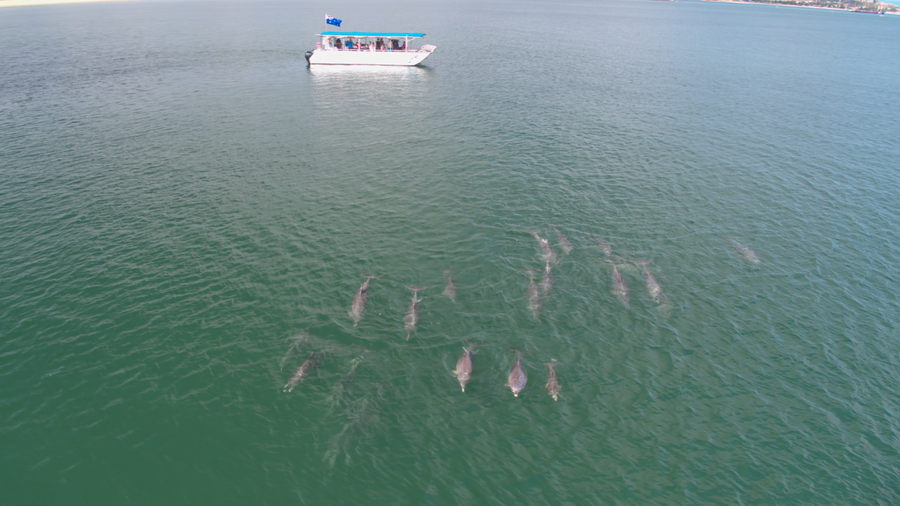 Dolphin Eco-Cruise - Dolphin Discovery Centre Bunbury Reservations