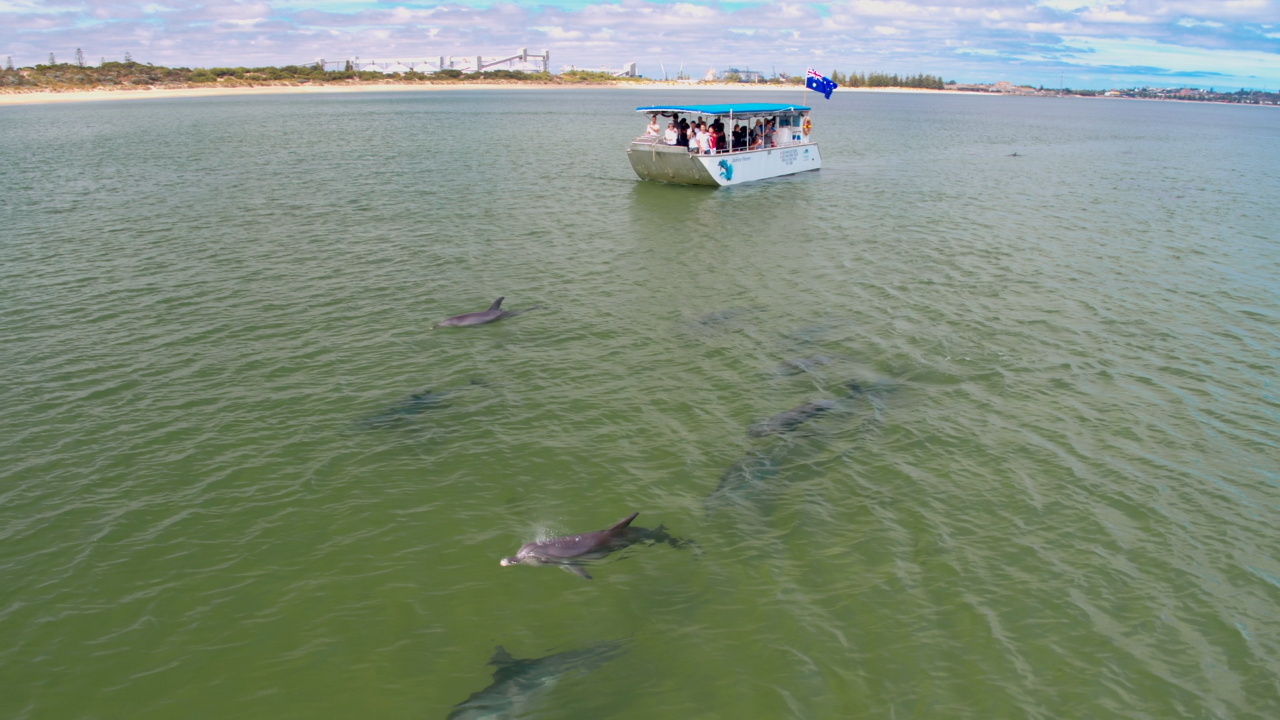 Dolphin Eco-Cruise - Dolphin Discovery Centre Bunbury Reservations