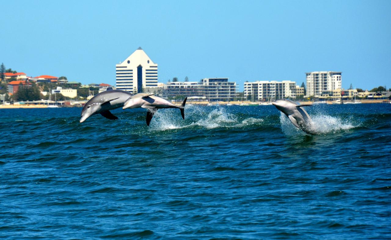 Dolphin Eco-Cruise - Dolphin Discovery Centre Bunbury Reservations