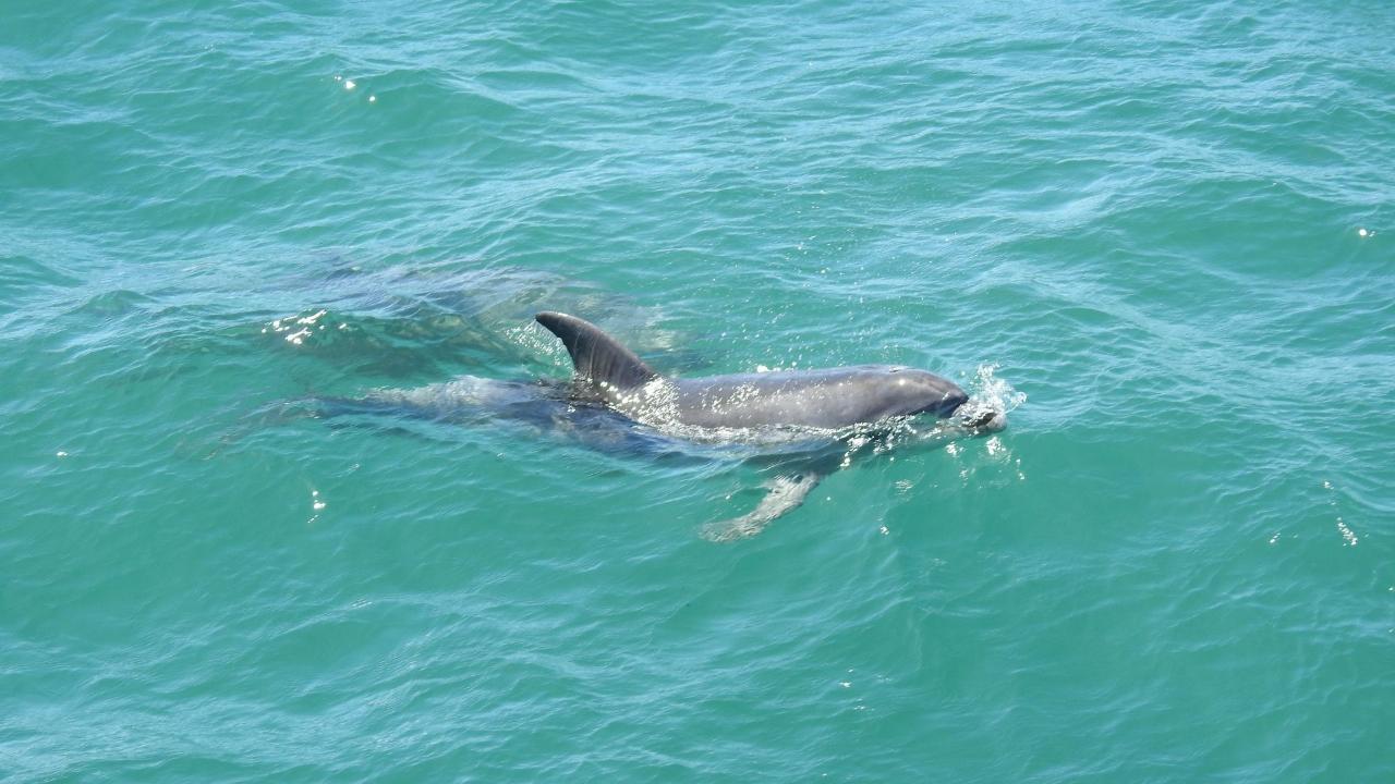 Seal & Dolphin Swim Tour - Gift Voucher - Sea All Dolphin Swims ...