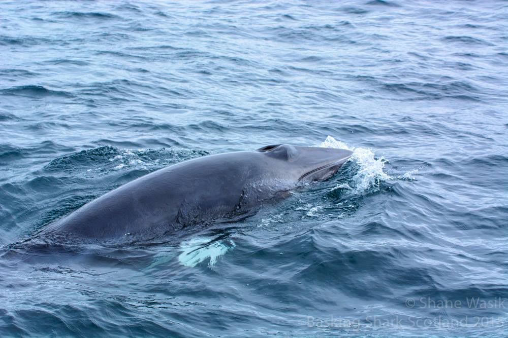 Whale and Dolphin watching in the Hebrides Whale Trail