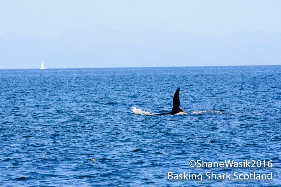 Whale and Dolphin watching in the Hebrides Whale Trail