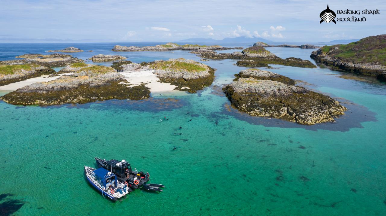 Three Day Basking Shark And Wildlife Tour