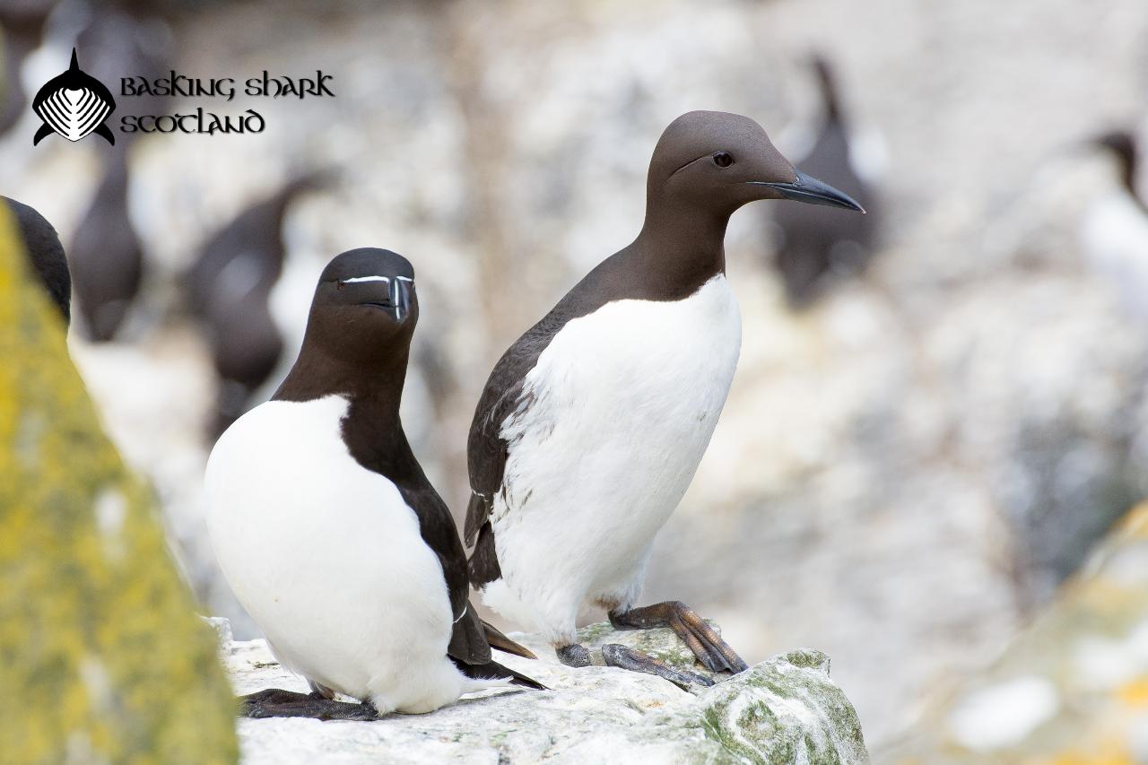 Puffin & Wildlife Tour from Oban & Tobermory Isle of Mull