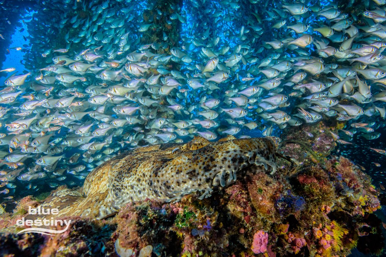 Key Biscayne Deep Dives from Lancelin - Blue Destiny Pty Ltd Reservations