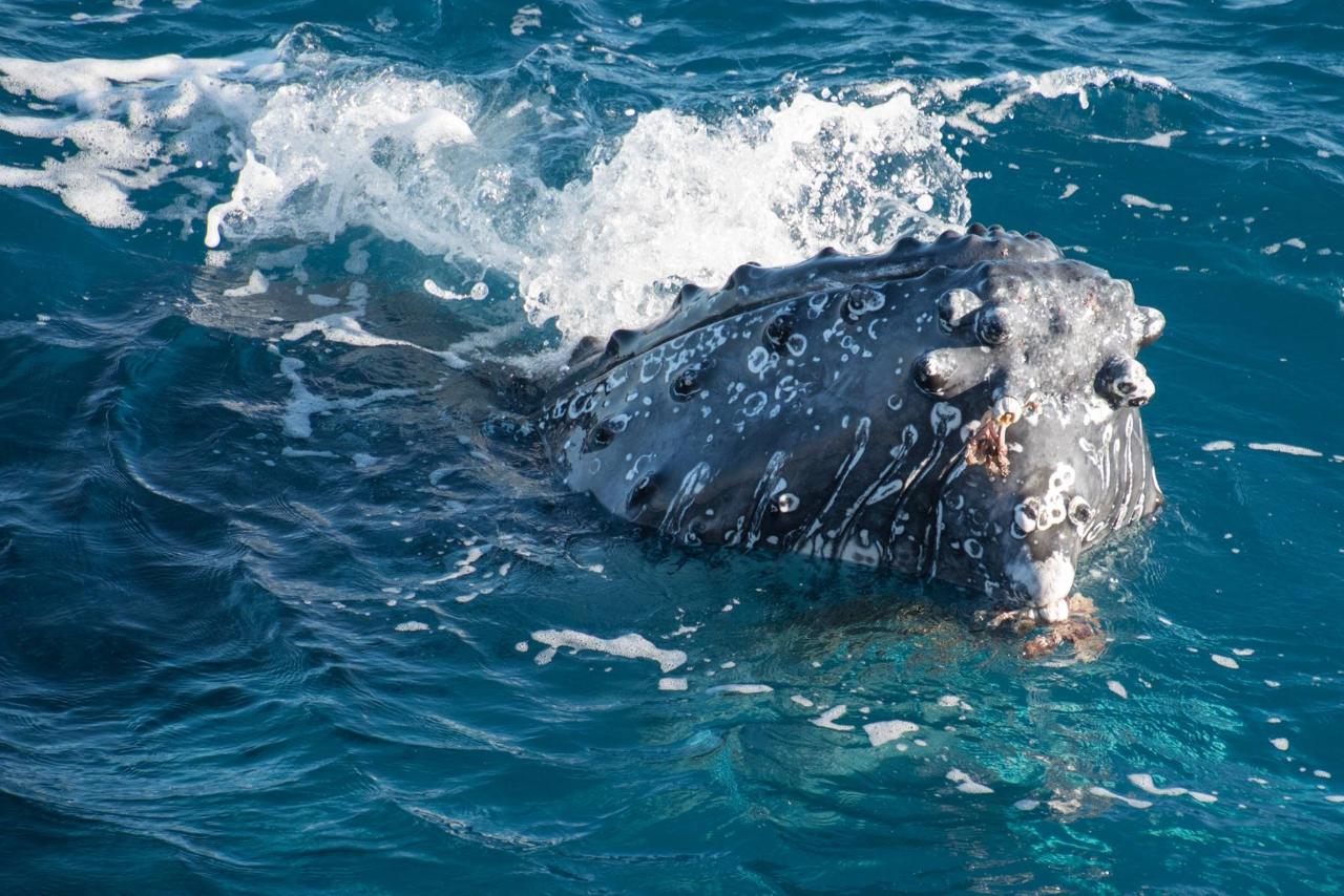 Whales & Lunch @ Fraser Island - Hervey Bay Eco Marine Tours Reservations