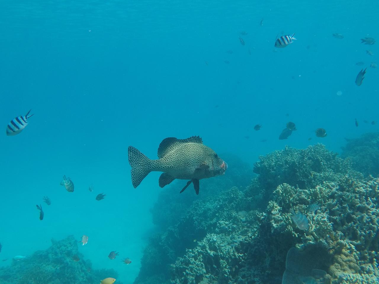 SNORKEL ONLY Fitzroy Lagoon - 1770 Reef Reservations