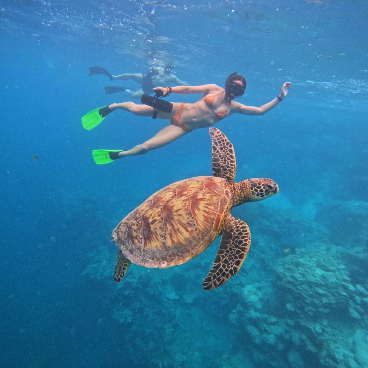 Premium Sea Scooter Turtle Adventure - Ariki Adventures Reservations