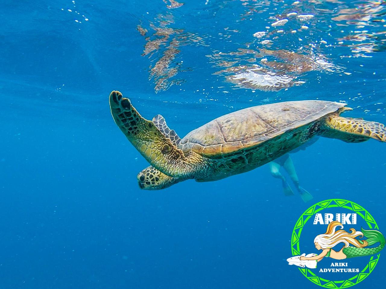 Premium Sea Scooter Turtle Adventure - Ariki Adventures Reservations