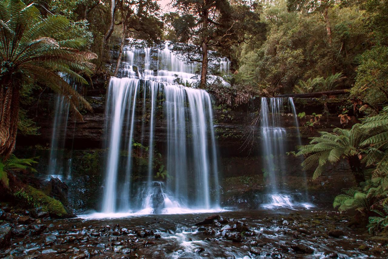Mount Field National Park - Guided Day Tour from Hobart - See Tasmania ...
