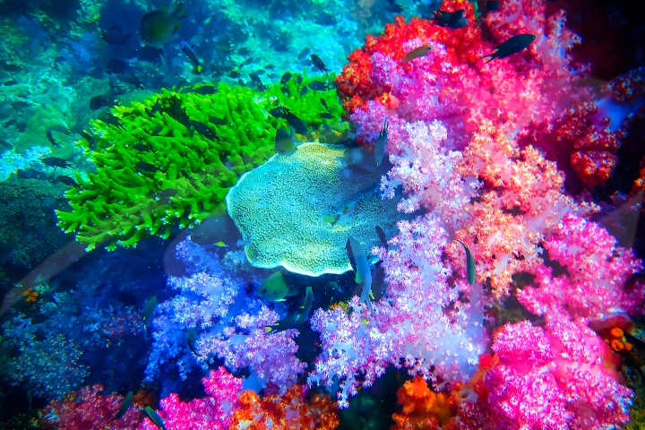 Half Day Snorkeling Trip - on the islands of Jabang, Koh Hin Ngam, Koh ...