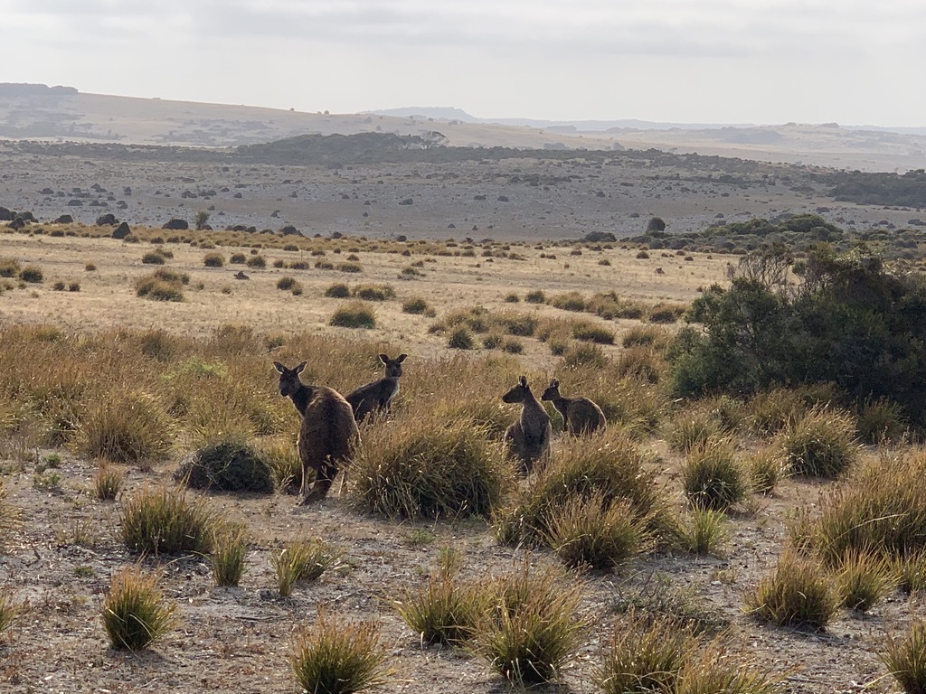 Dudley Peninsula Scenic Tour - Kangaroo Island Hire a Guide Reservations