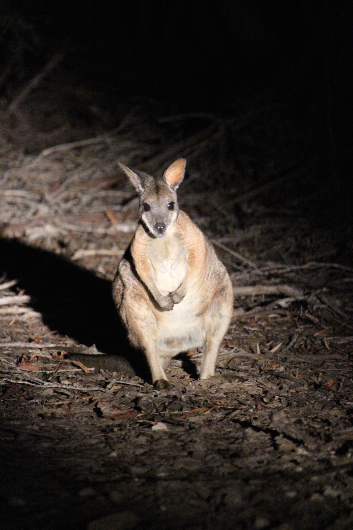 Nocturnal Tour - Kangaroo Island Hire a Guide Reservations