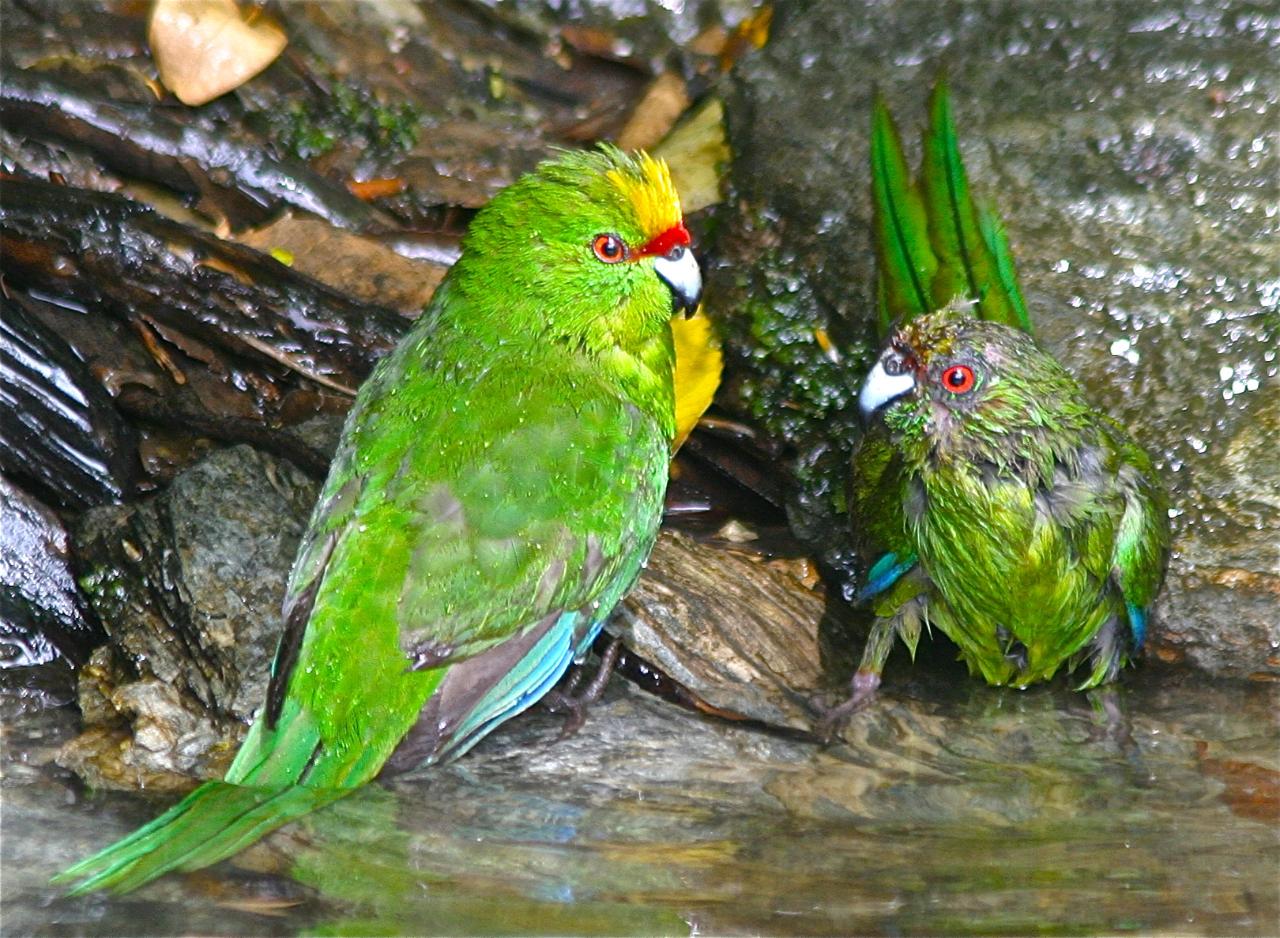 Motuara Island Wildlife and Dolphin Watching Cruise - E-ko Tours ...