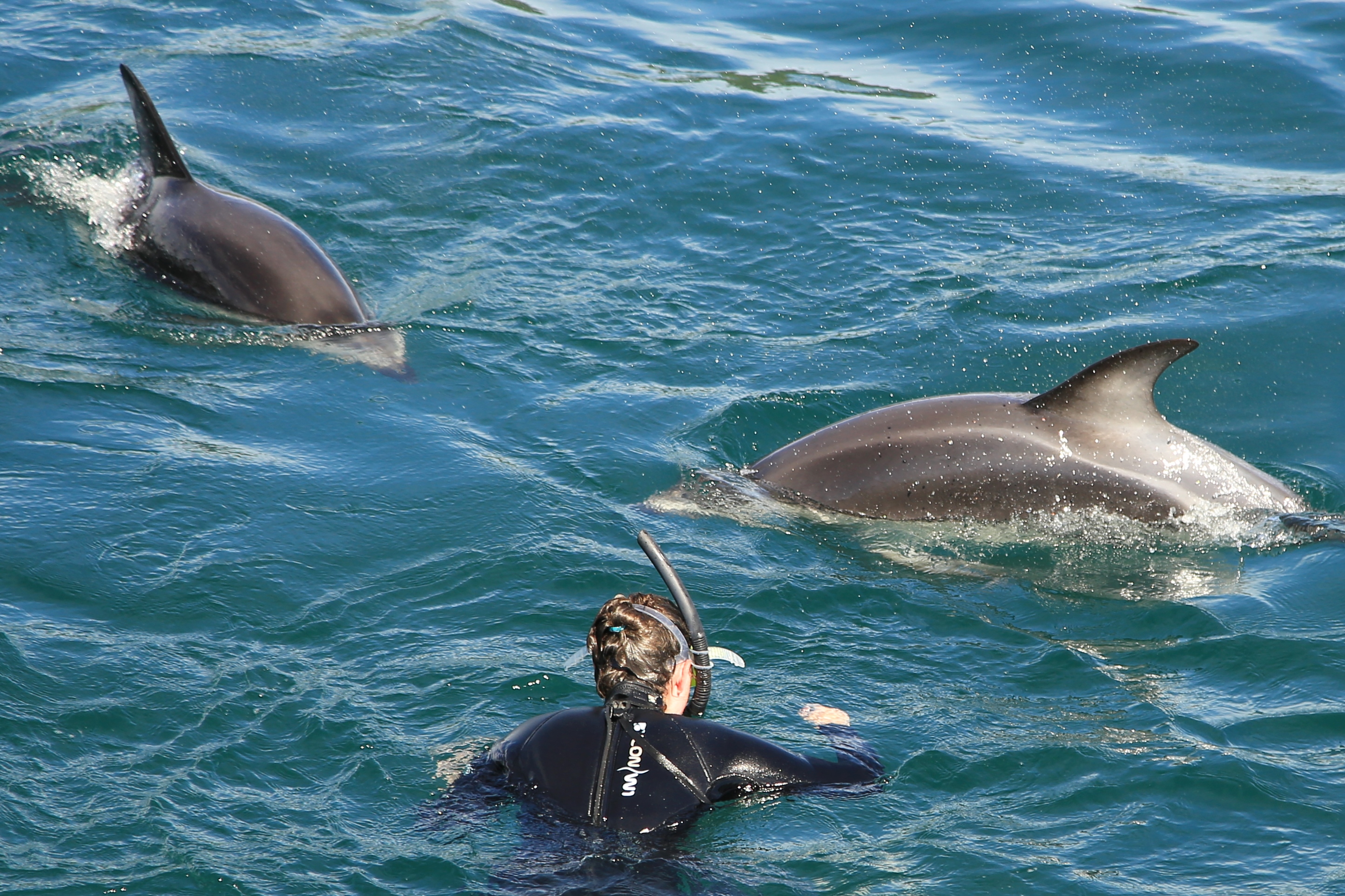 Swim with Wild Dolphins from Picton – Small-Group Eco Tour - E-ko Tours ...