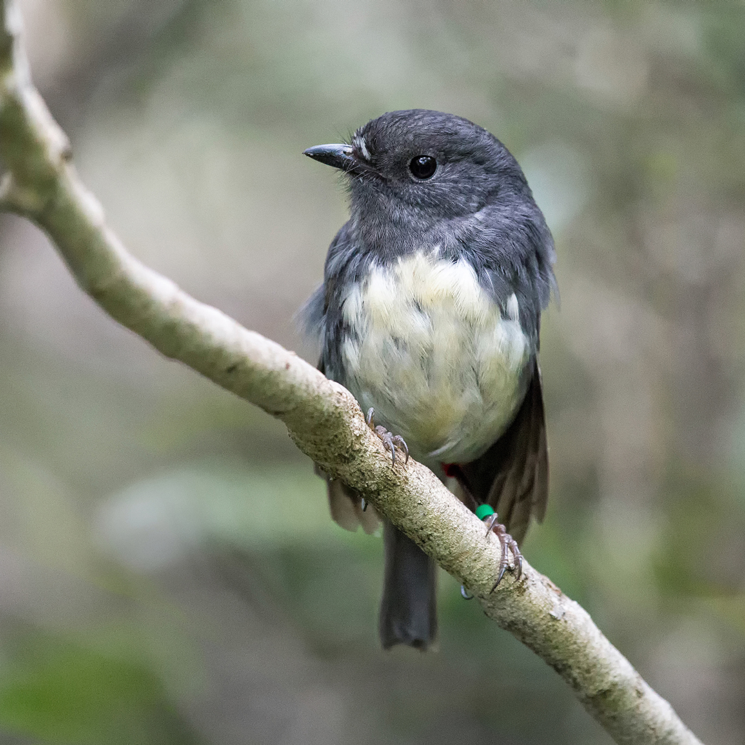 All Day Birdwatchers Experience to Blumine and Motuara Islands - E-ko ...