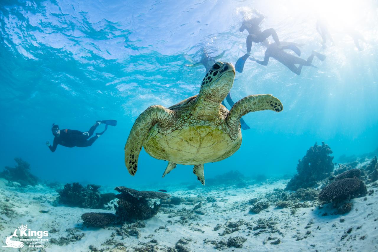 Whale Shark/Humpback/Eco Sea Life Tour (AUG-SEPT) - Kings Ningaloo Reef ...