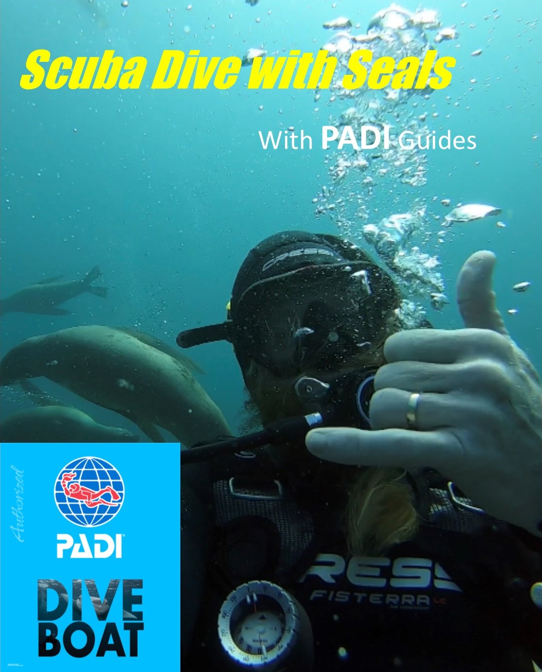 Guided Double Dive Montague Island - Seal Swim Australia Reservations