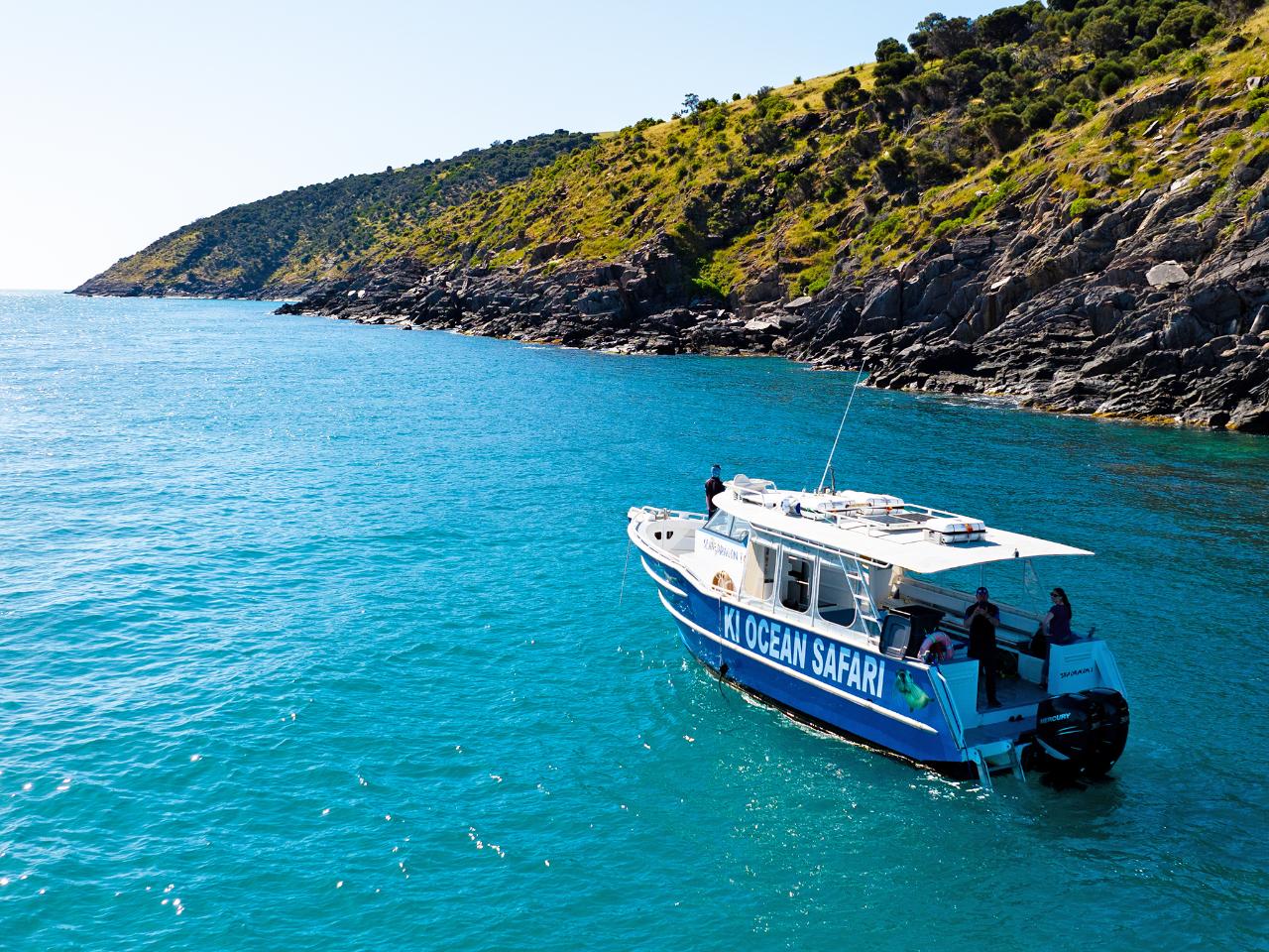 dolphin kangaroo island seal kangaroo island