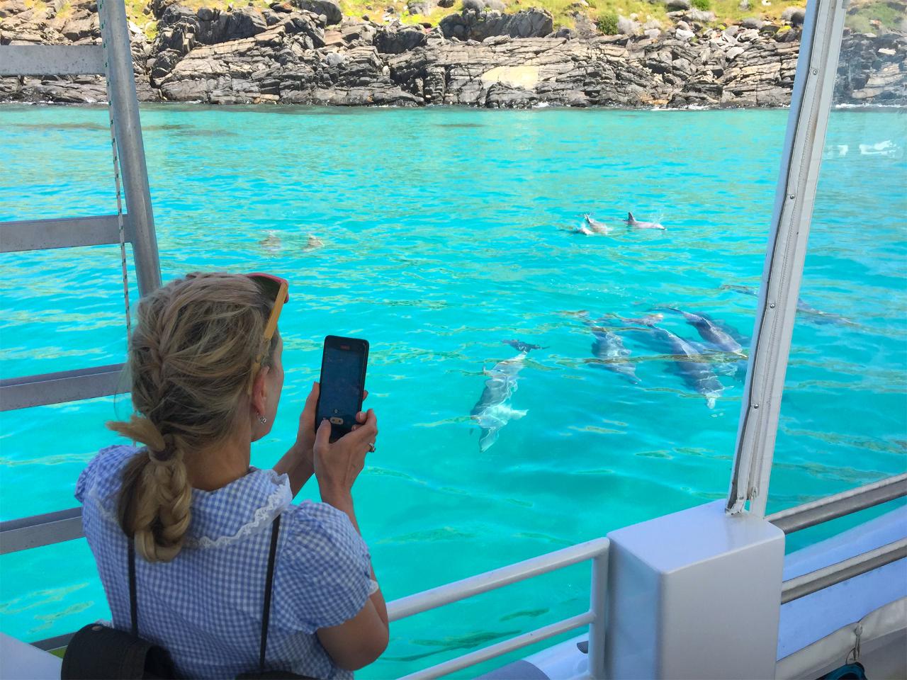 dolphin kangaroo island seal kangaroo island