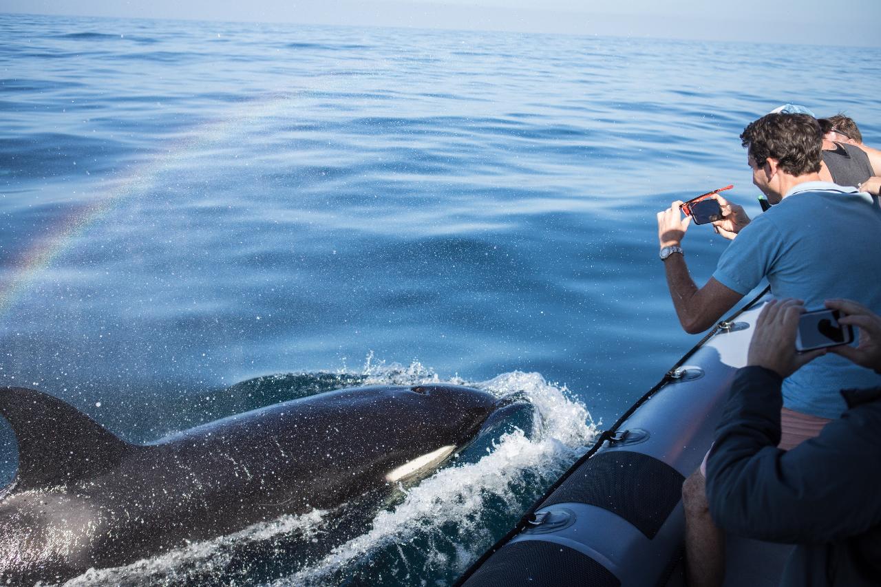 Ultimate Whale Watching- Intimate, Fast, More Sightings - Newport ...