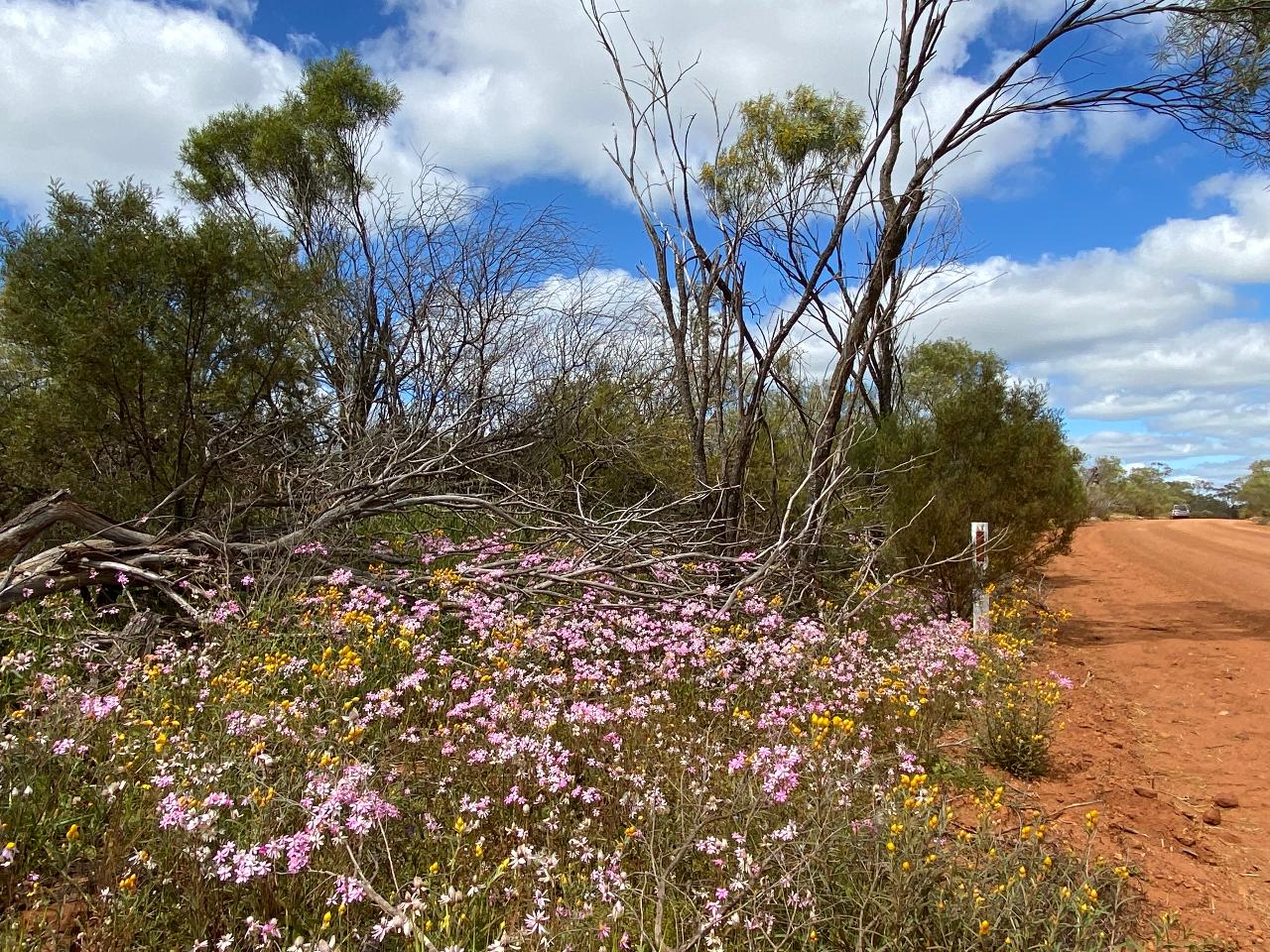 7 Day Outback Wildflower Tour - Turers - Australia