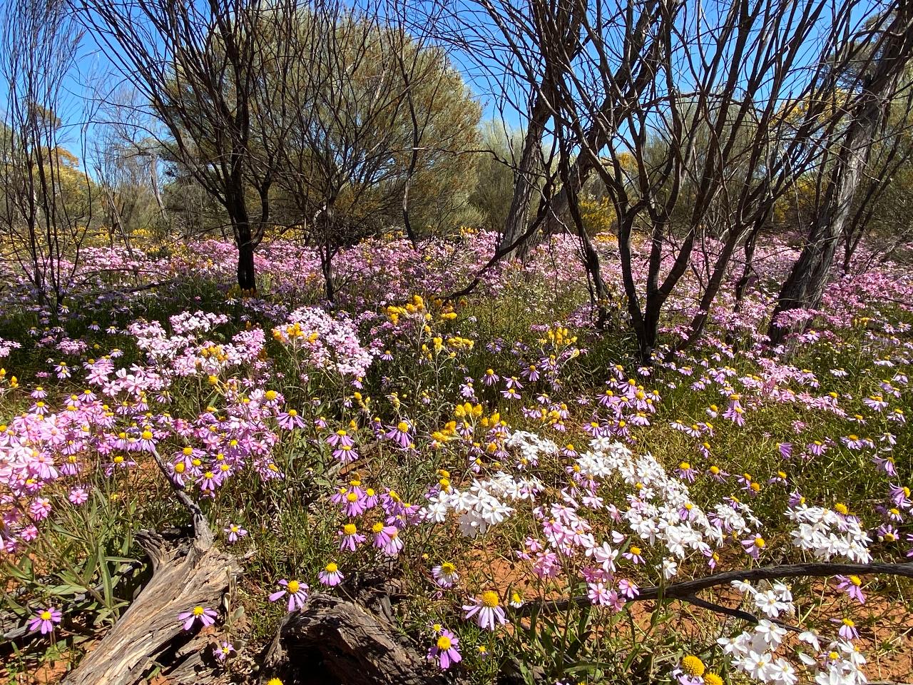 7 Day Outback Wildflower Tour - Turers - Australia