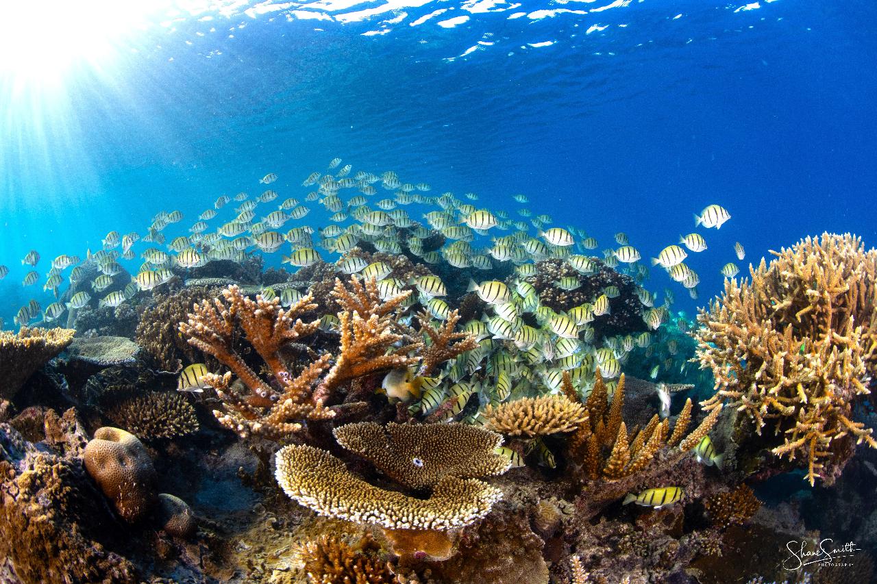 One-way ferry transfers from Barefoot Manta Island Resort to Port ...