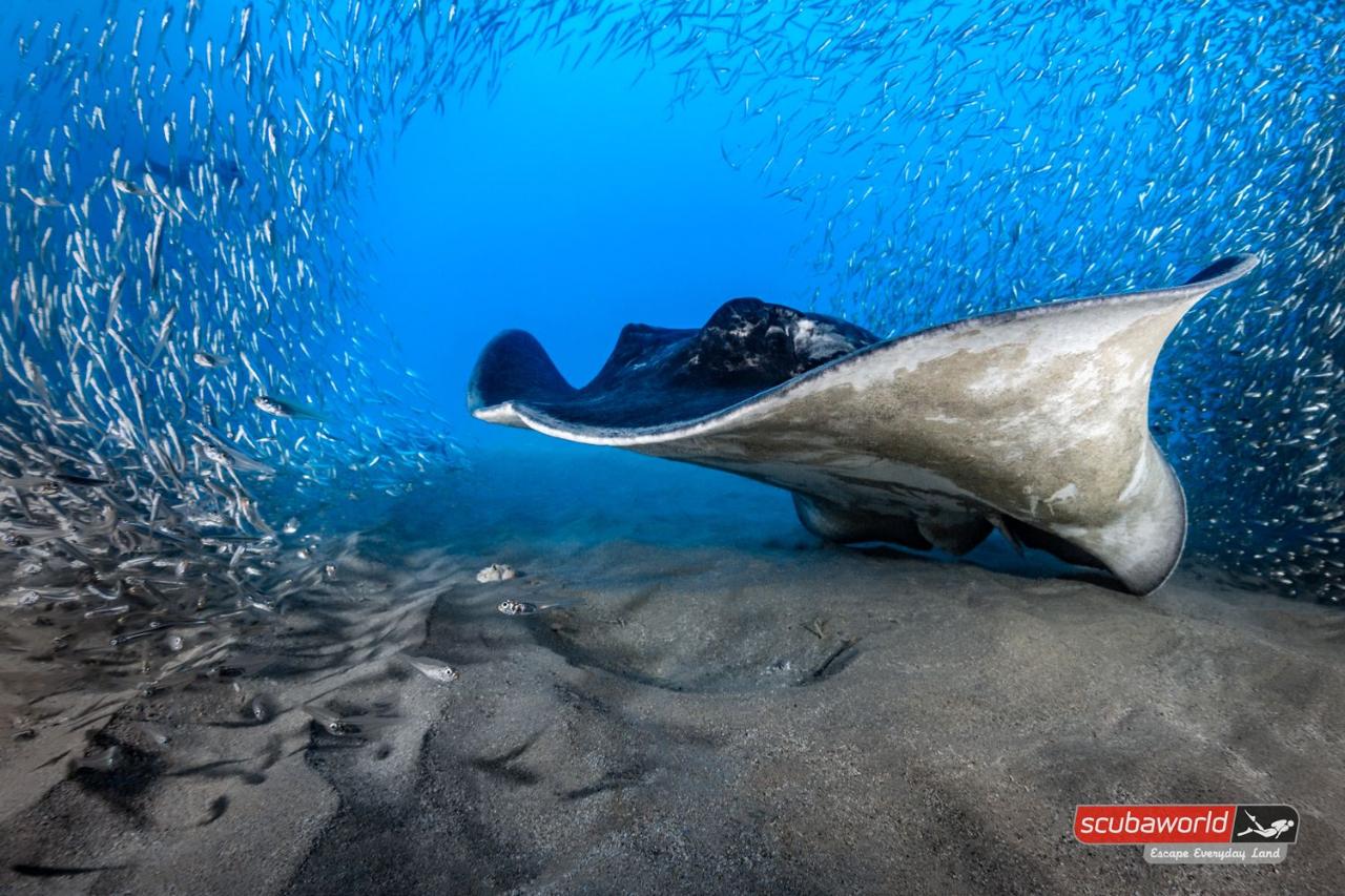 Mooloolaba 3 dive day - Wreck | Old Woman Island | Sharks - Scuba World ...