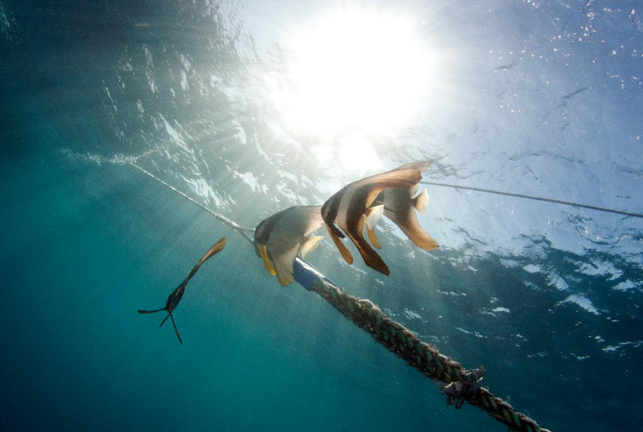 Double Dive: ex-HMAS Brisbane wreck - Scuba World Reservations