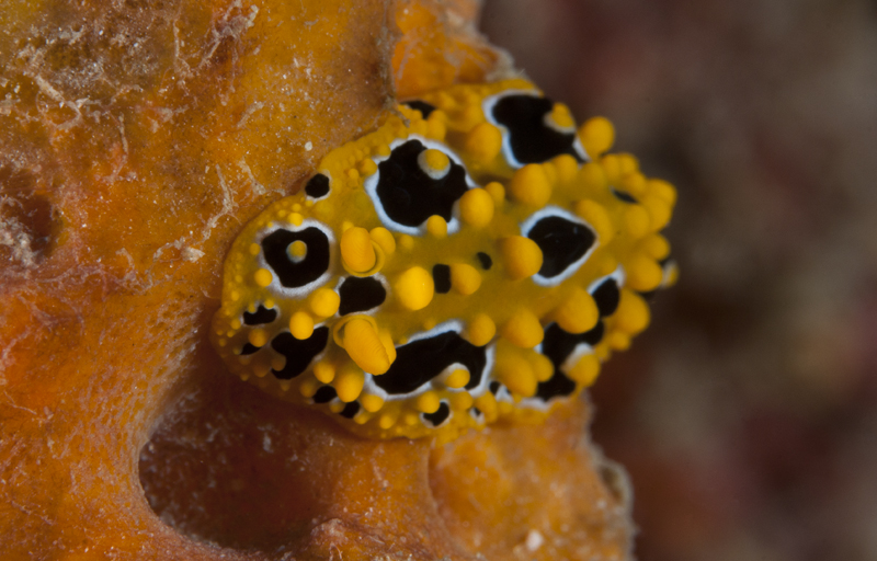 Double Dive: Mooloolaba Reefs (max 18m) - Scuba World Reservations