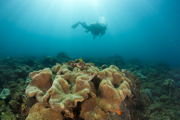 Double Dive: Mooloolaba Reefs (max 18m) - Scuba World Reservations